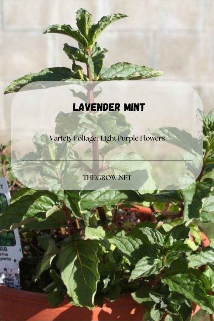 17 Most Common and Rare Mint Herb Varieties (With Pictures) | TheGrow