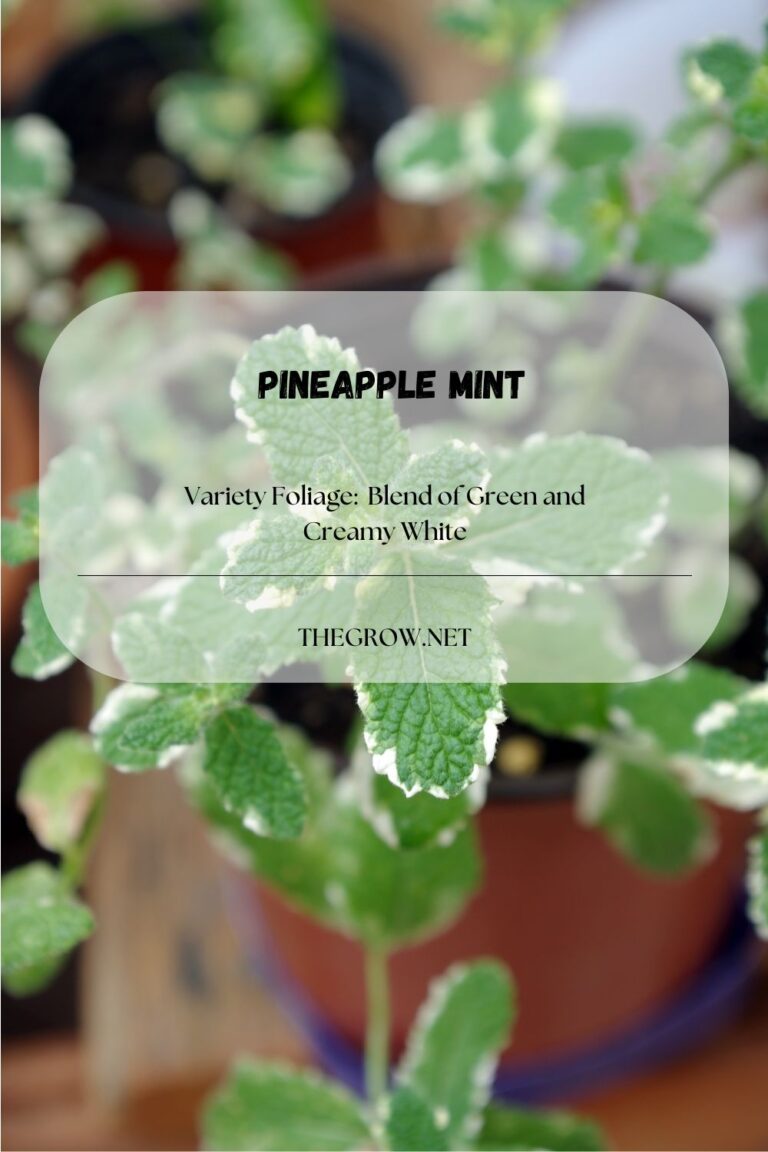 17 Most Common and Rare Mint Herb Varieties (With Pictures) | TheGrow