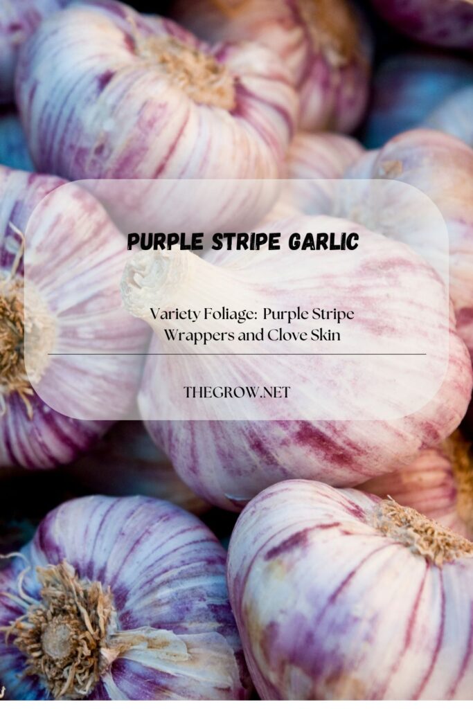 14 Common and Rare Garlic Varieties List | TheGrow