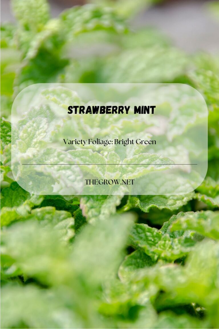 17 Most Common and Rare Mint Herb Varieties (With Pictures) | TheGrow
