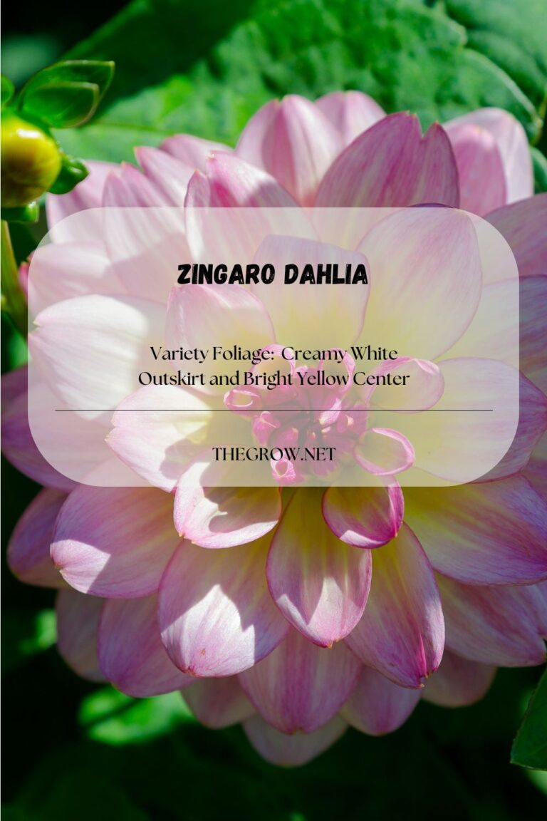 18 Common and Rare Dahlia Varieties (With Pictures) | TheGrow