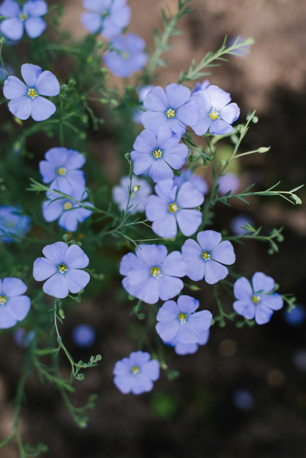 22 Stunning Blue Flowers for Your Garden | TheGrow