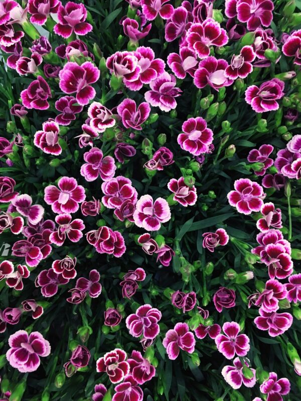 24 Gorgeous Pink Flowers List (With Pictures) | TheGrow