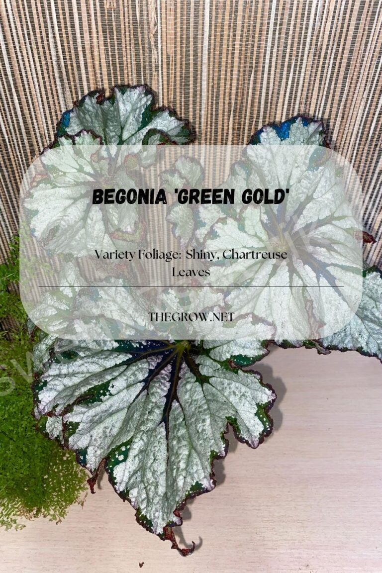 17 Common and Rare Rex Begonia Varieties | TheGrow