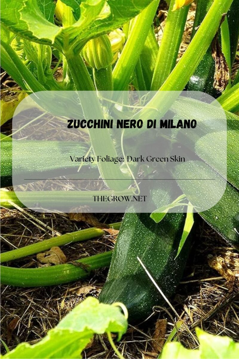 13 Common and Rare Zucchini Varieties | TheGrow