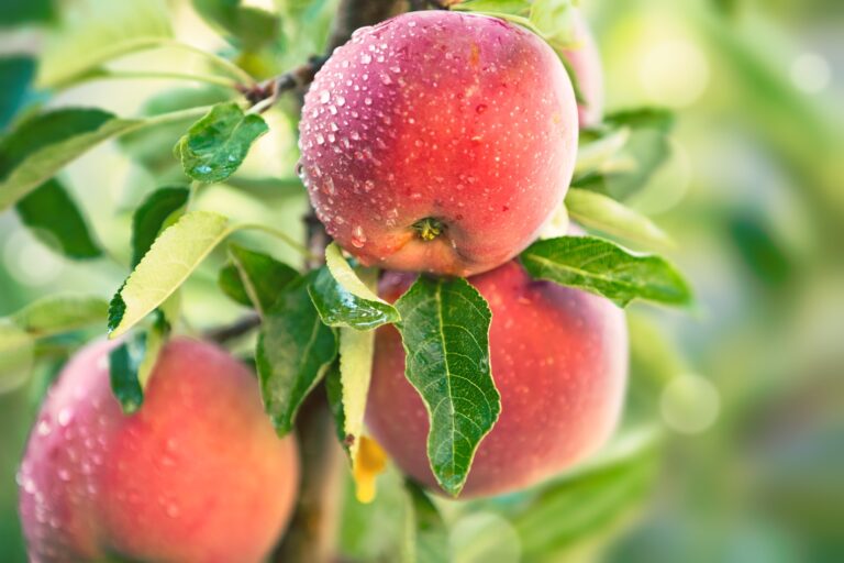 10 Best Apple Trees to Cross-Pollinate with Honeycrisp | TheGrow