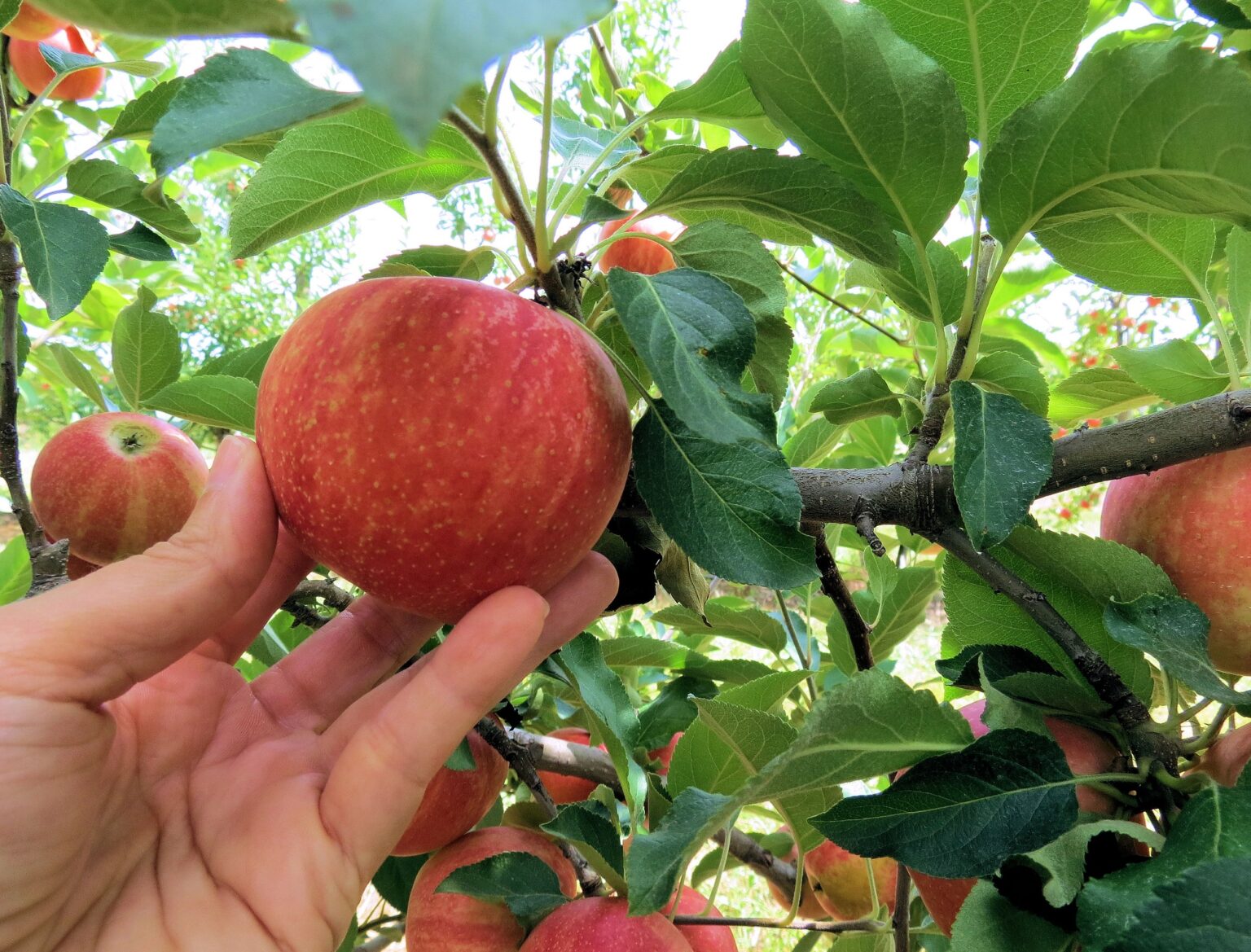 10 Best Apple Trees to Cross-Pollinate with Honeycrisp | TheGrow